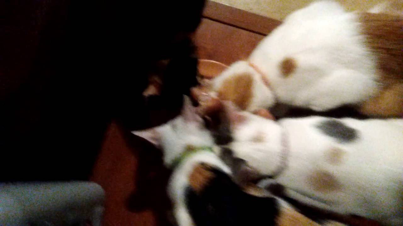 October 20, 2016 cats eating fancy feast - YouTube