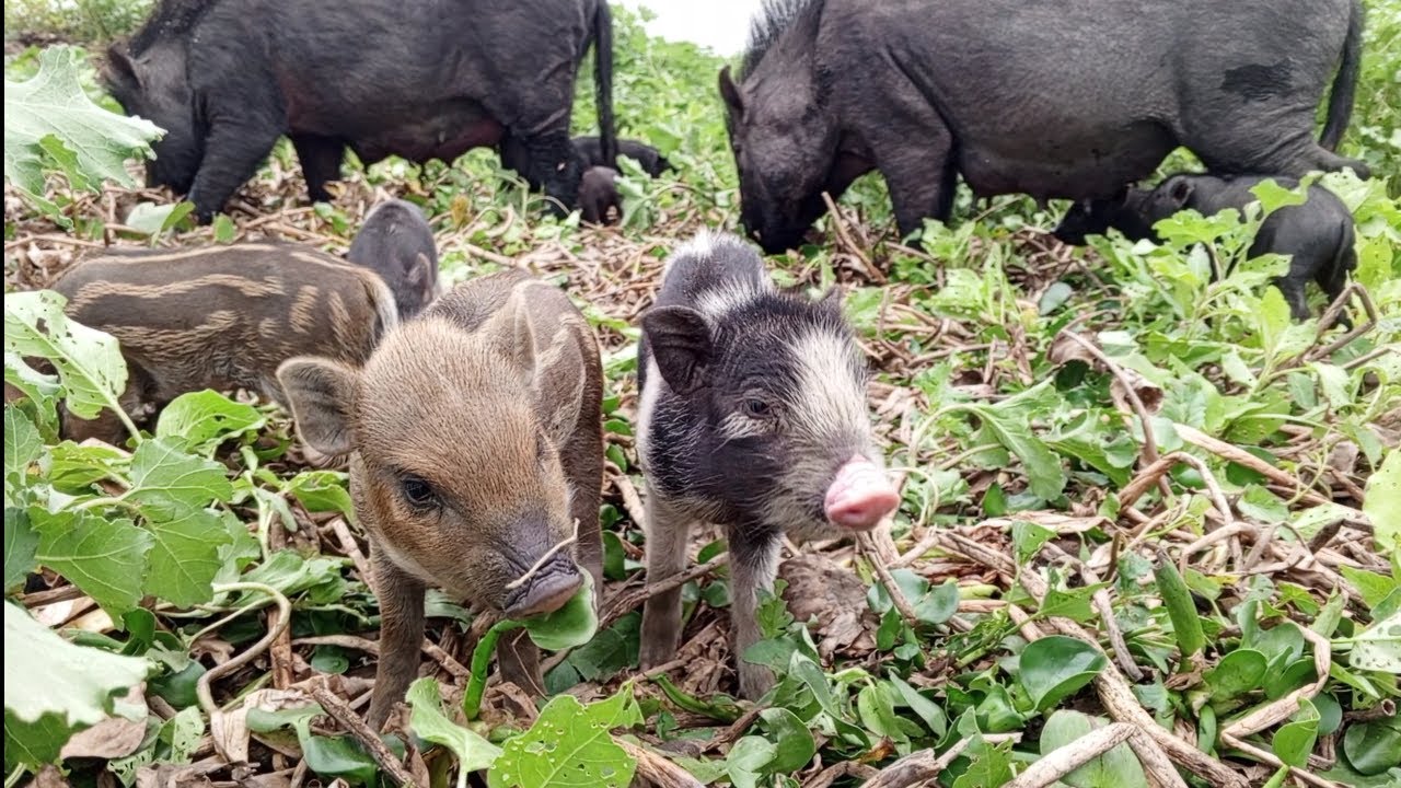 Activists the sukor animal's 🍀🐗 - YouTube