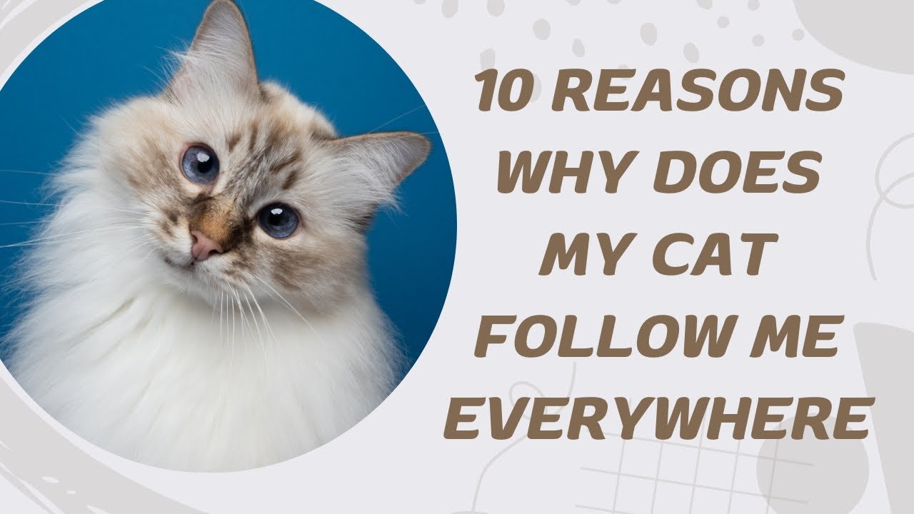 10 Reasons Why Does My Cat Follow Me Everywhere - YouTube