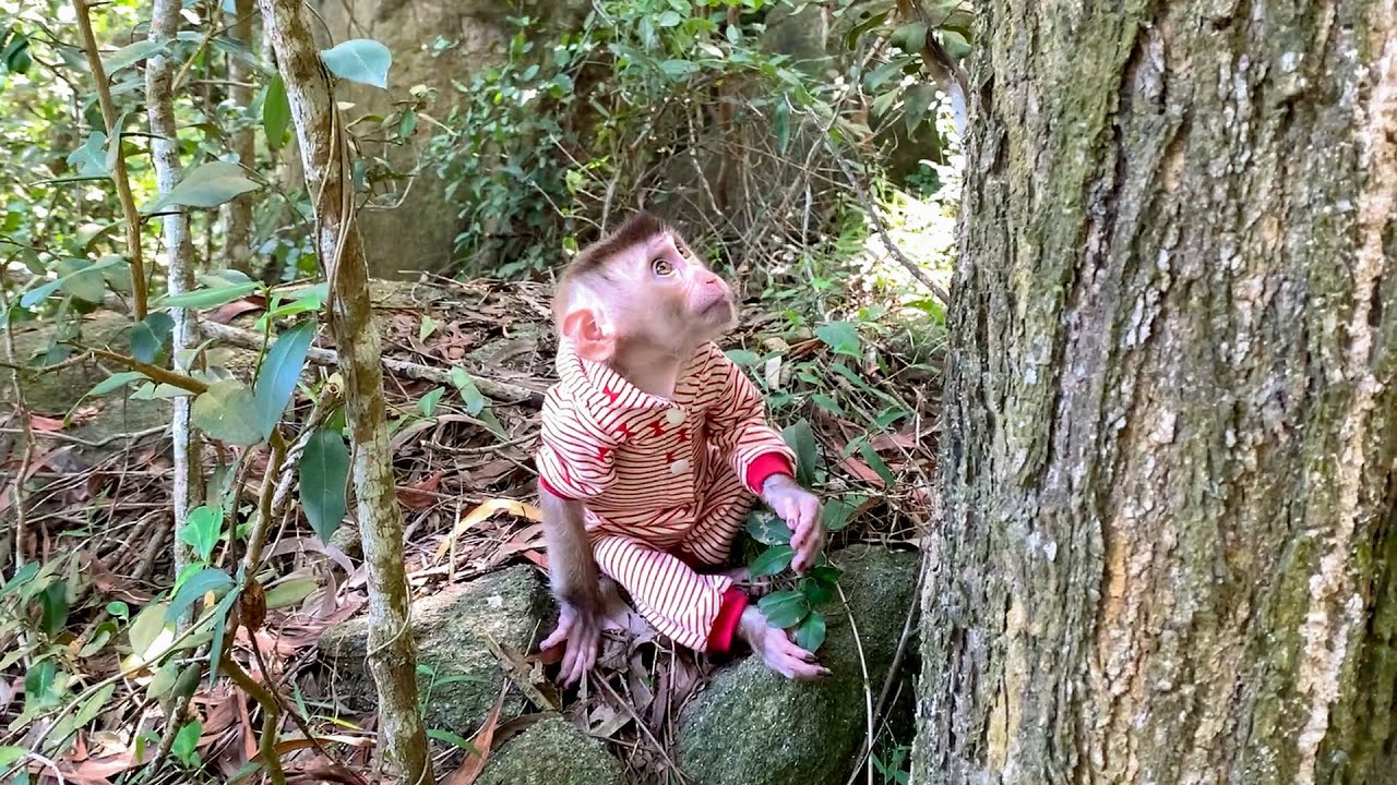 Monkey Puka walks in the forest by himself - YouTube
