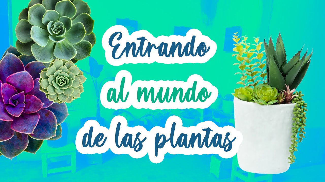 Entrando al mundo de las plantas / Mi Mundo De Plantas - YouTube