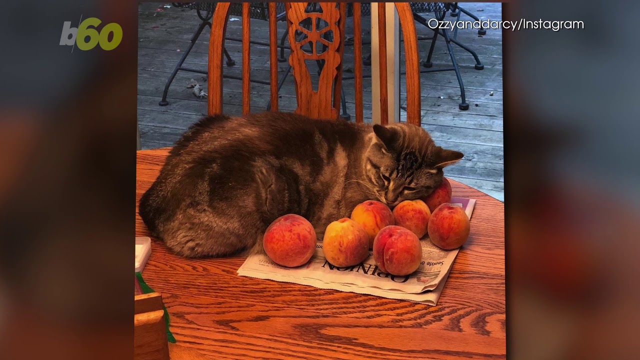 Viral 'Peach Cat' Just Wants to Cuddle with Peaches - YouTube