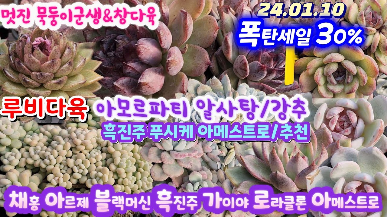 루비다육4묵둥이창다육30초특가세일알사탕채홍아모르파티아르제트럼소푸시켓백봉교배종블랙머신립스틱아메스트로