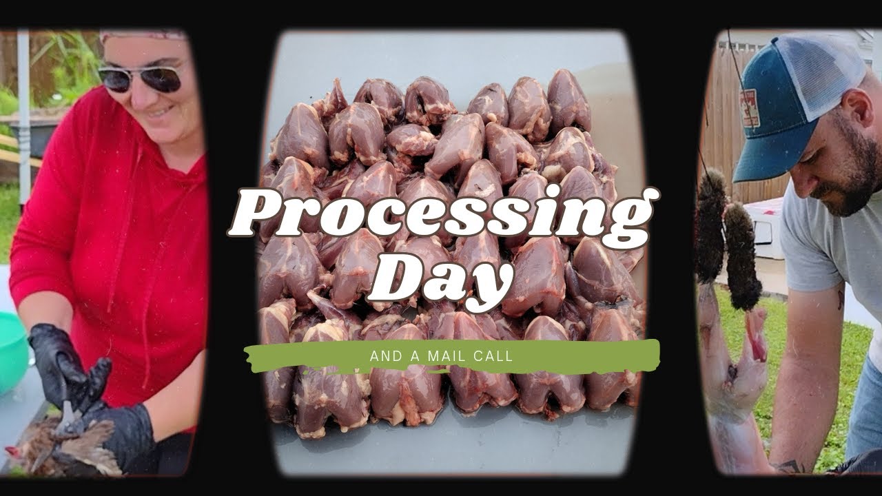 Quail Processing Day and a Mail Call! - YouTube