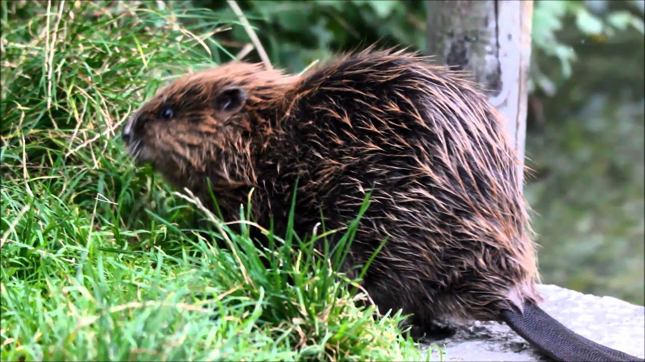 The beavers are back - YouTube