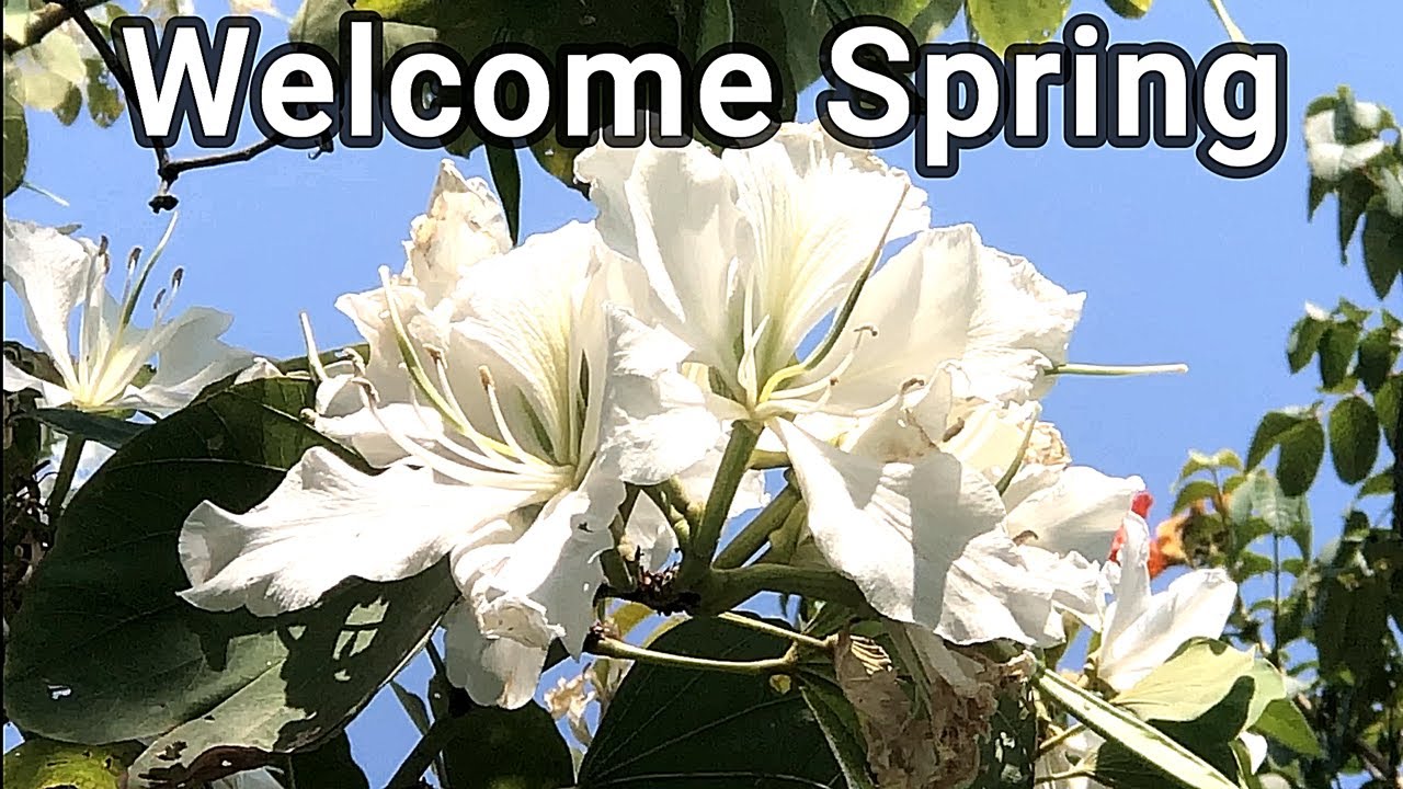 WELCOME SPRING Celebrate the end of Winter and beginning of Fresh ...