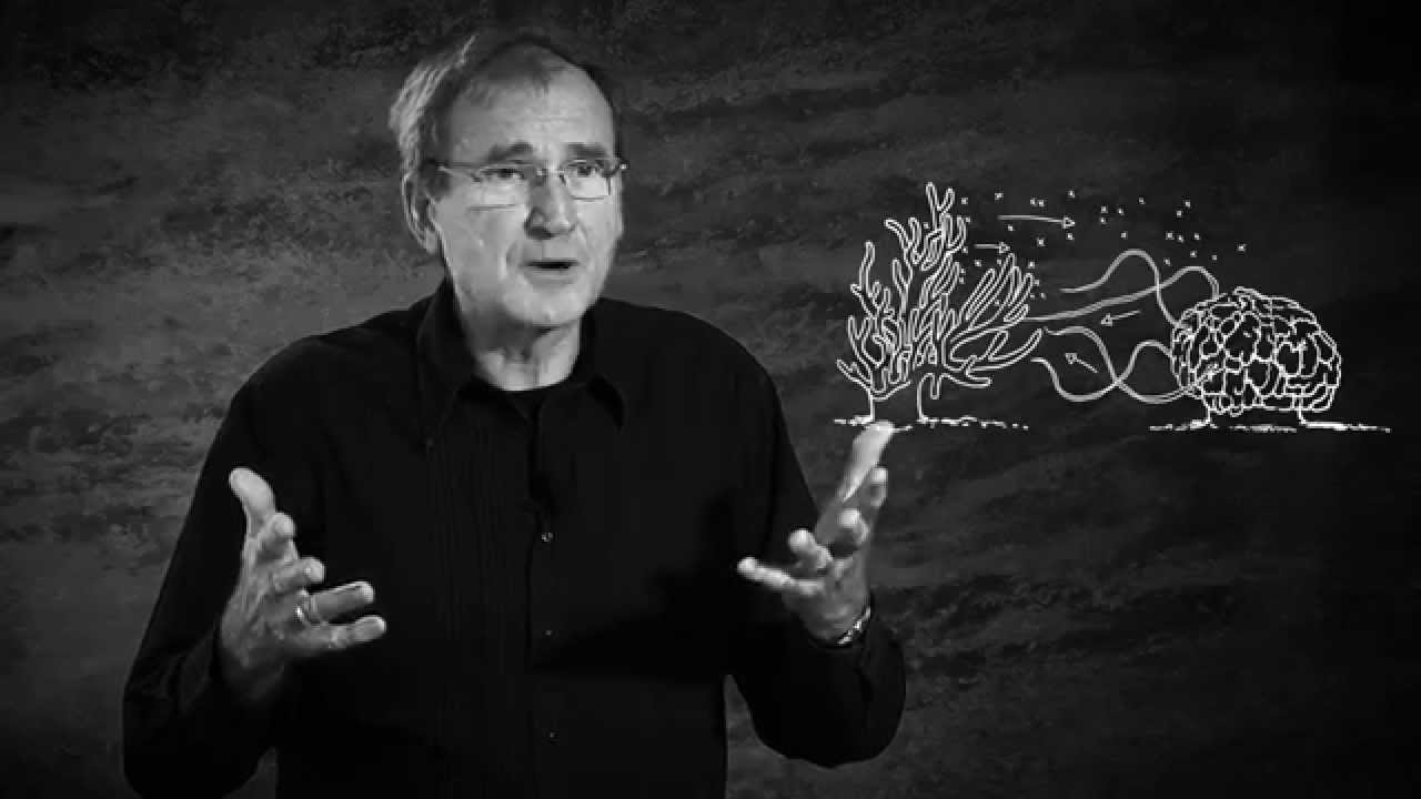 Parole d'Expert - Stéphane La Barre - Les secrets des coraux - YouTube