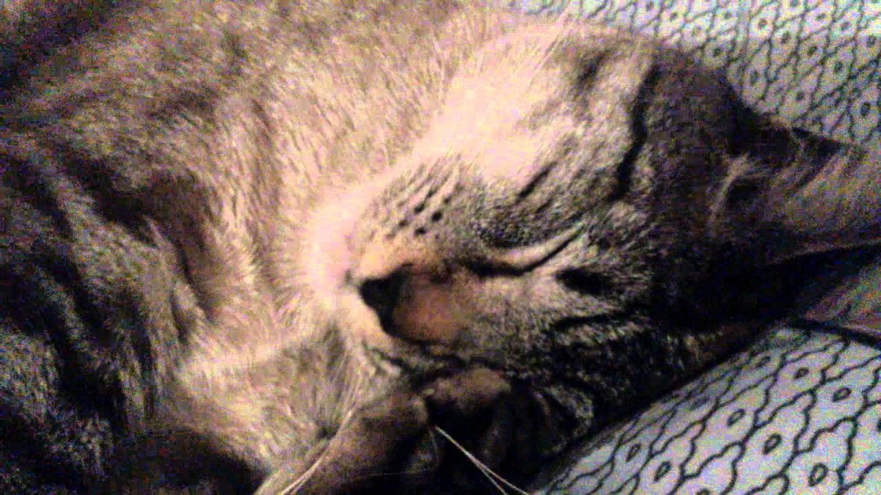 Gato espantado - YouTube