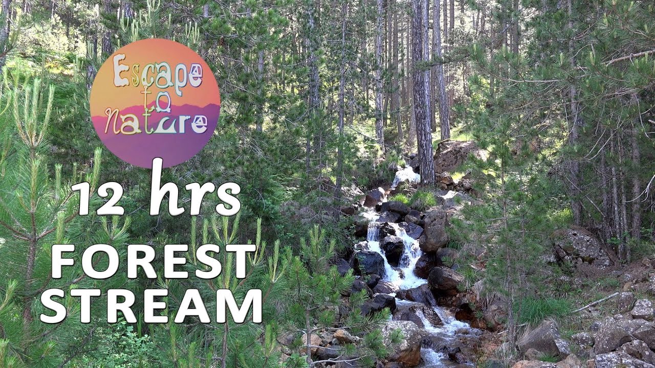 🔴Peaceful forest stream - Relaxing nature sounds - Birds singing Water ...