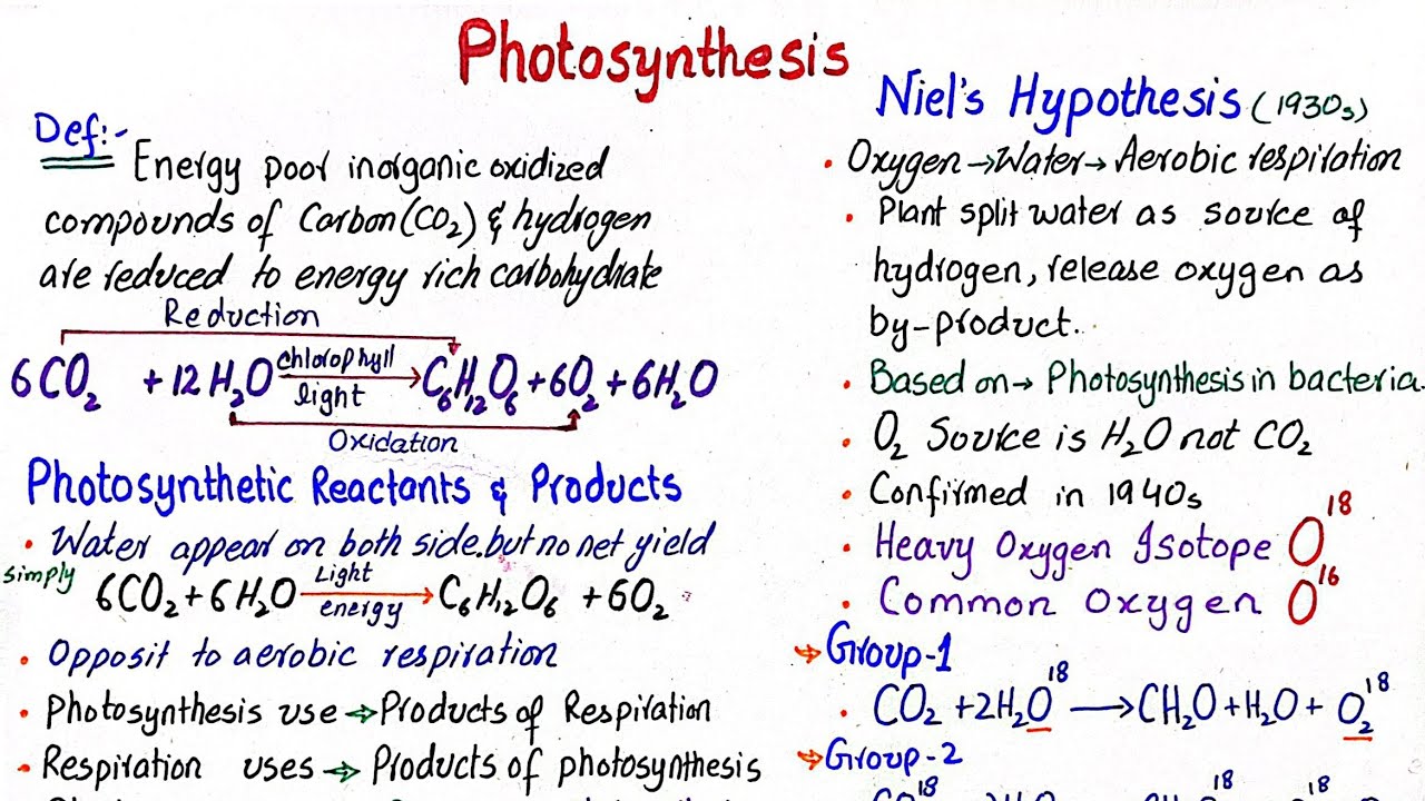 Van neil hypothesis | water and photosynthesis | class 11 - YouTube