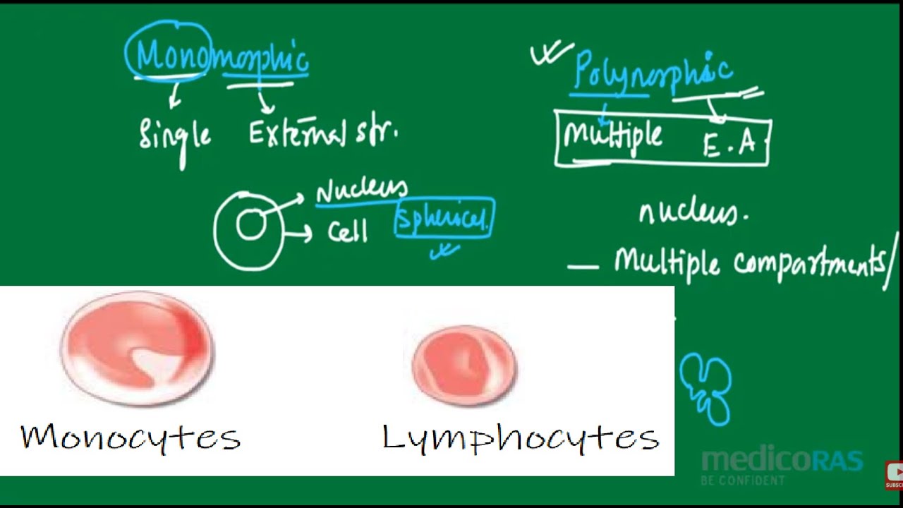 Part 2: Types of WBC | What is Agranulocytes? | Monomorphic and ...