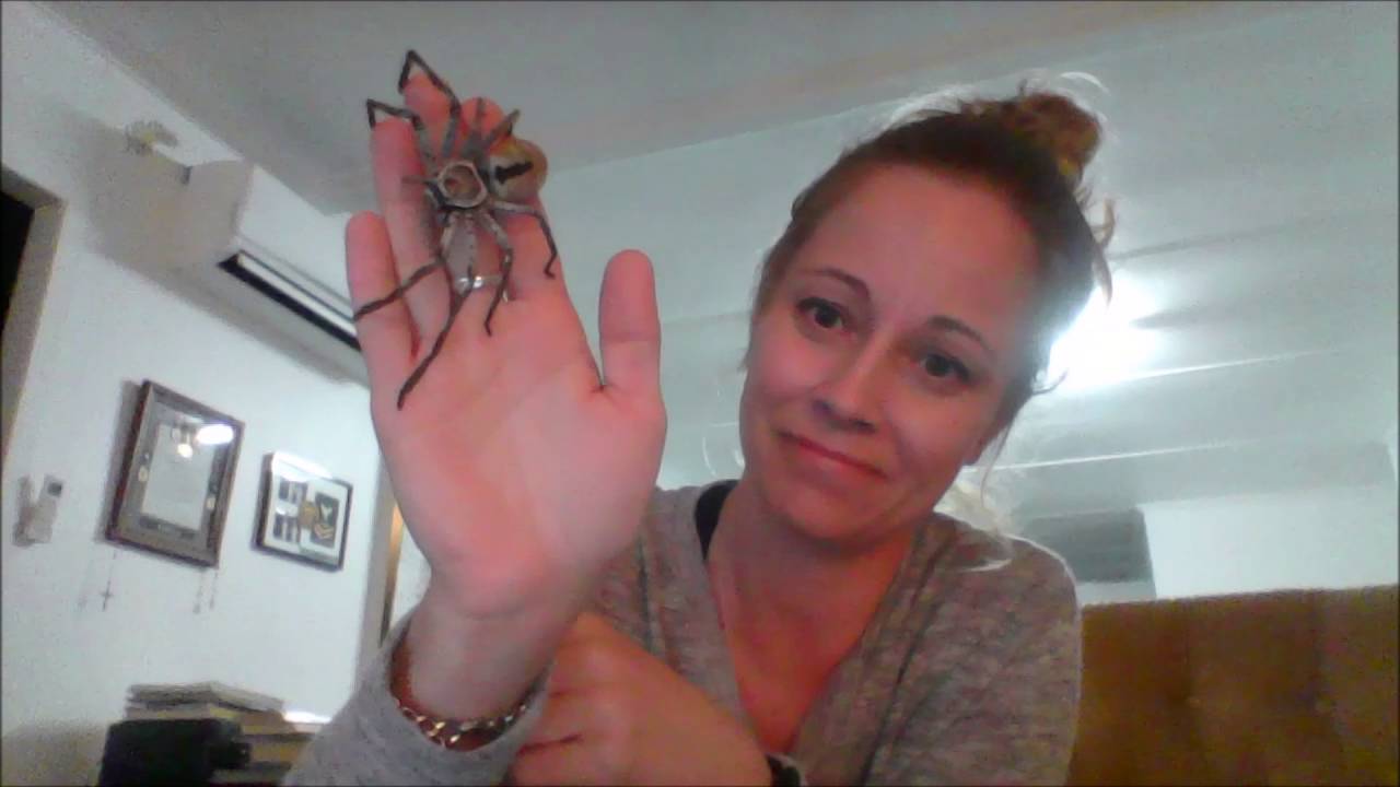 Holding the Giant Grey Huntsman (Holconia immanis) - YouTube