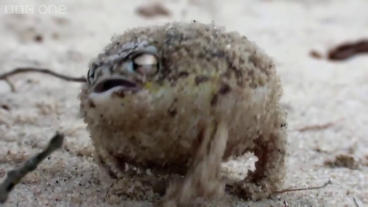 Strat Squeaking Frog - YouTube