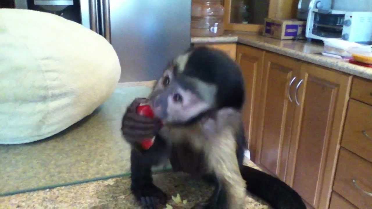 capuchin monkey eating / mono capuchino comiendo - YouTube