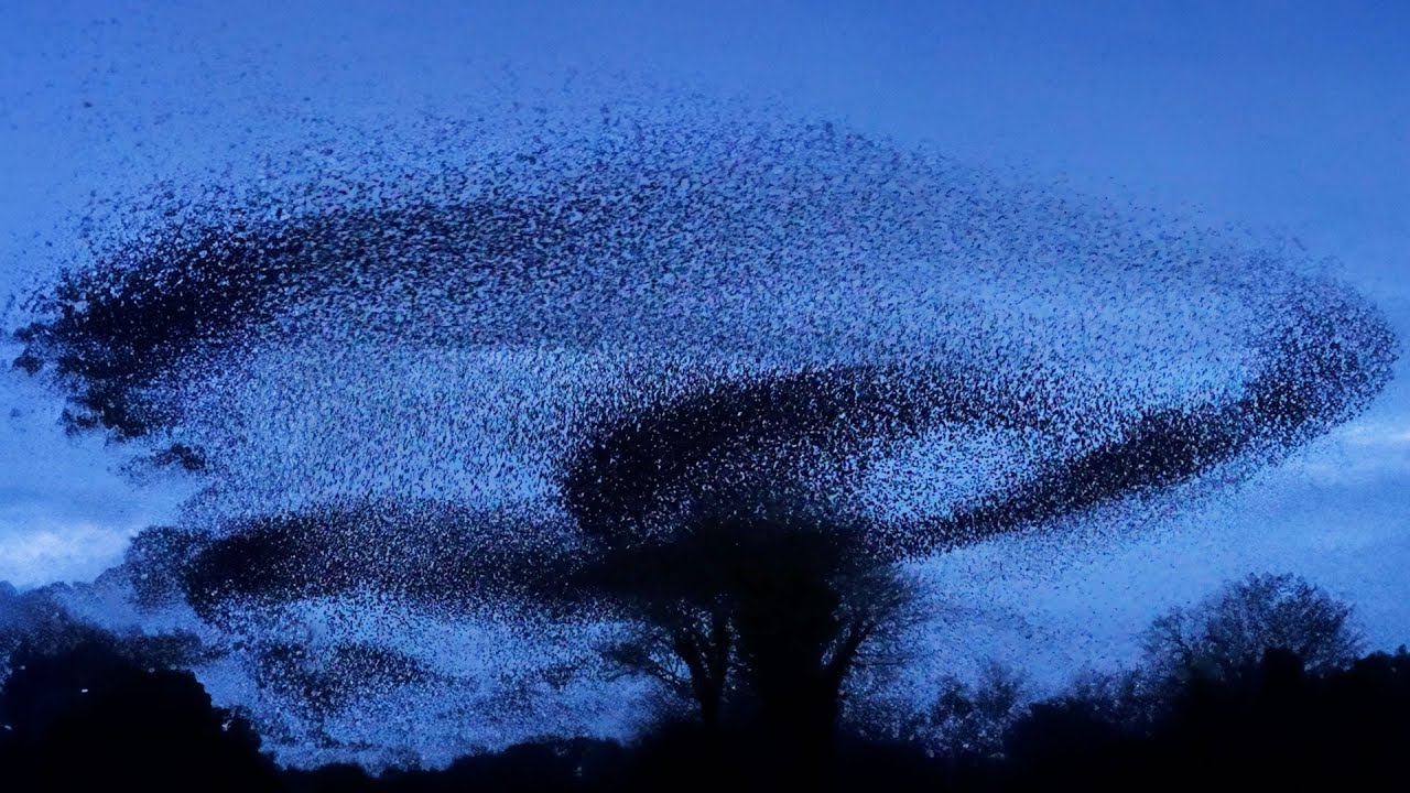 Winter Starling Murmuration | 4K | Discover Wildlife | Robert E Fuller ...