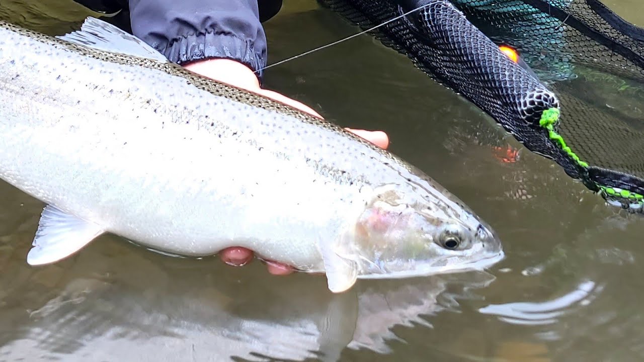 Fishing The Quinault River With The One And Only Jordan Knigge - YouTube