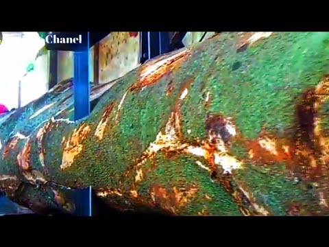 DİNLERİN ÇOĞU BU ODUNU İBADET İÇİN AYIRIR.