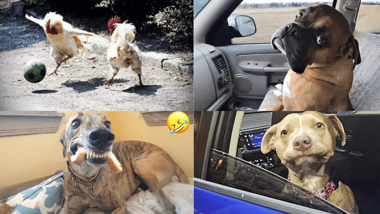 The Funniest pet pranks Videos 2024! 🤣 | BEST Compilation of the worl💥 ...