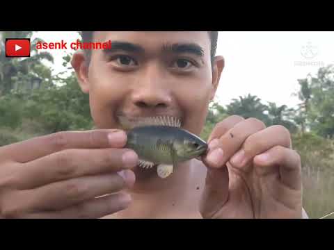 mancing blusukan bersama bapak dan istri di dekat rumah || tarikan nya mantap guys || #mancingliar