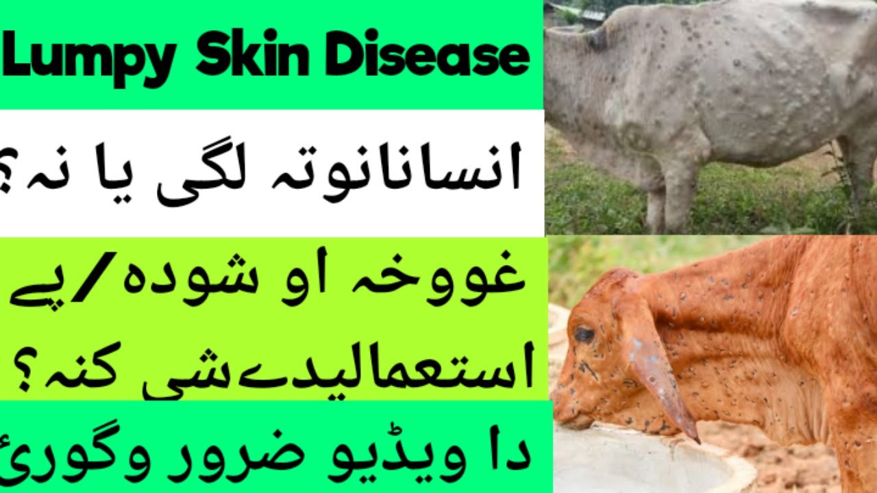 Lumpy skin sign and symptoms and treatment in pashto - YouTube
