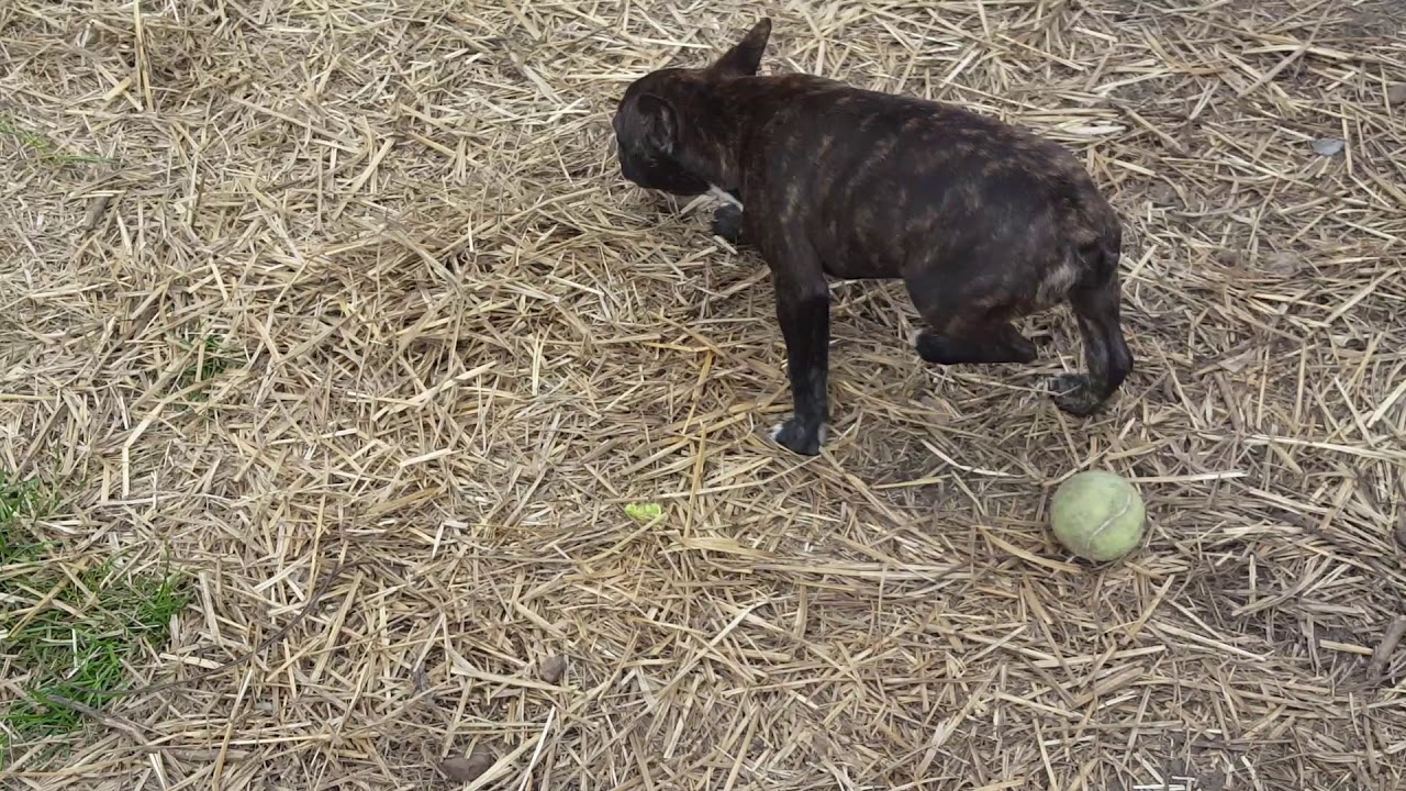 Gus is a young Frenchie Boston Terrier mix here for puppy training ...