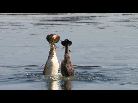 Great crested grebes courtship dance | WWT