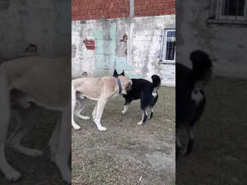 kangal malaklı kurt düellosu