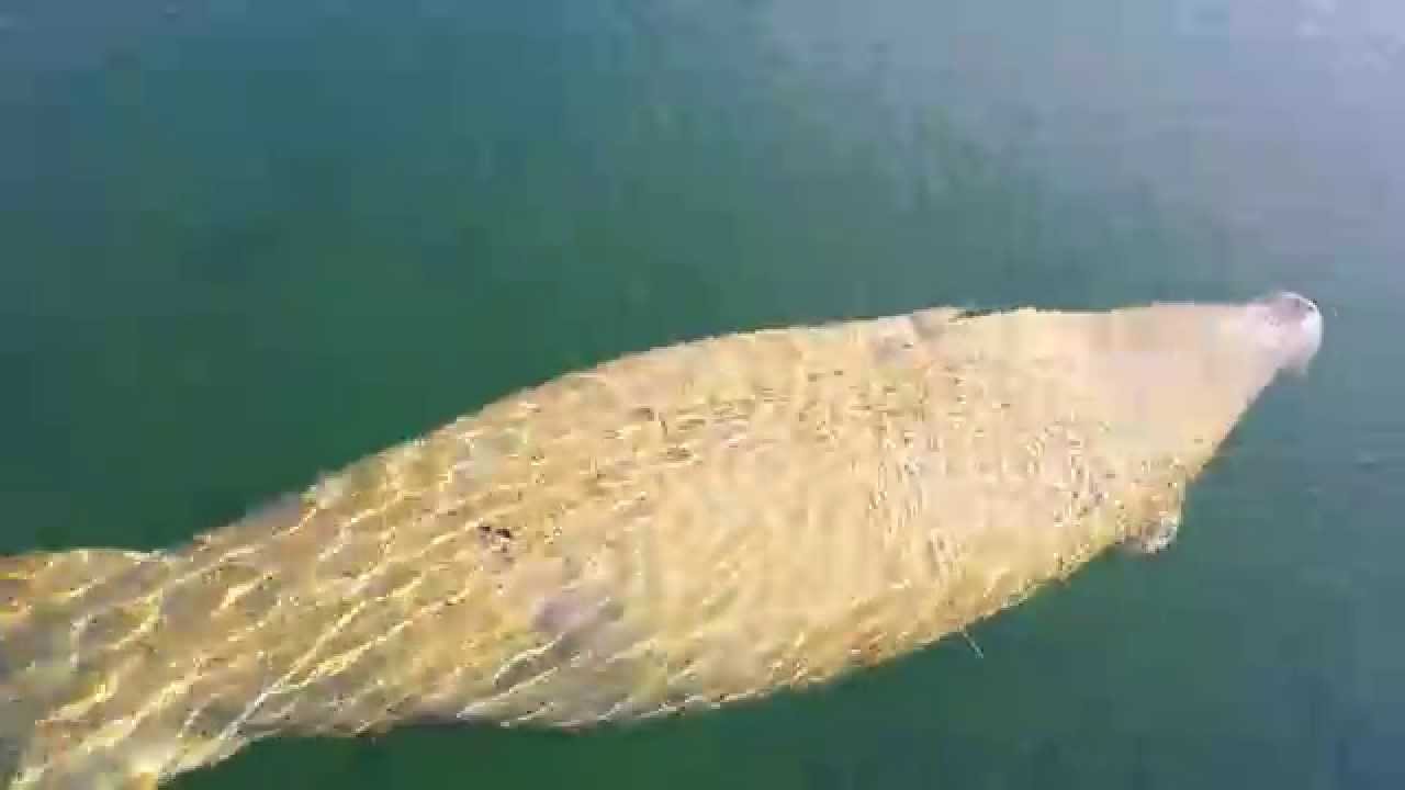 Native Key Largo Manatee - YouTube