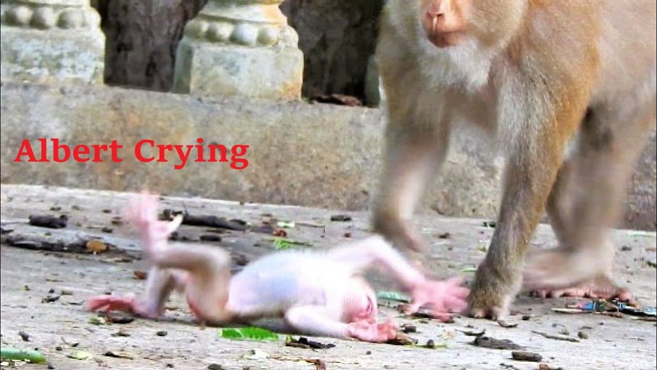 Adorable Baby Albert Screams Loudly Due to Strong Hitting into Ground ...