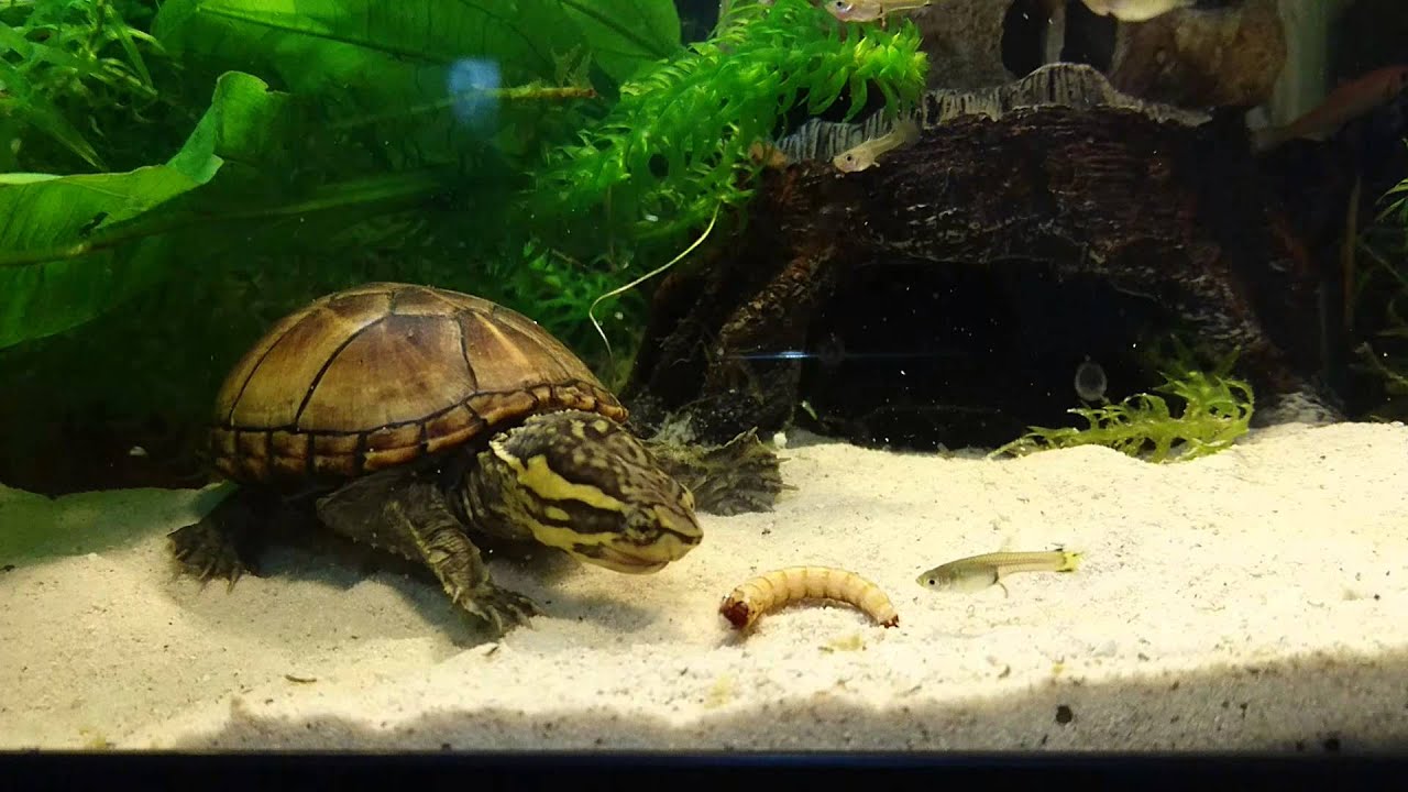 Kinosternon baurii hunting moria worm! - YouTube