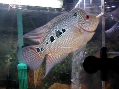 KGM ZZ FLOWERHORN FOR SALE - "O" - JAN. 28TH, 2010 - YouTube