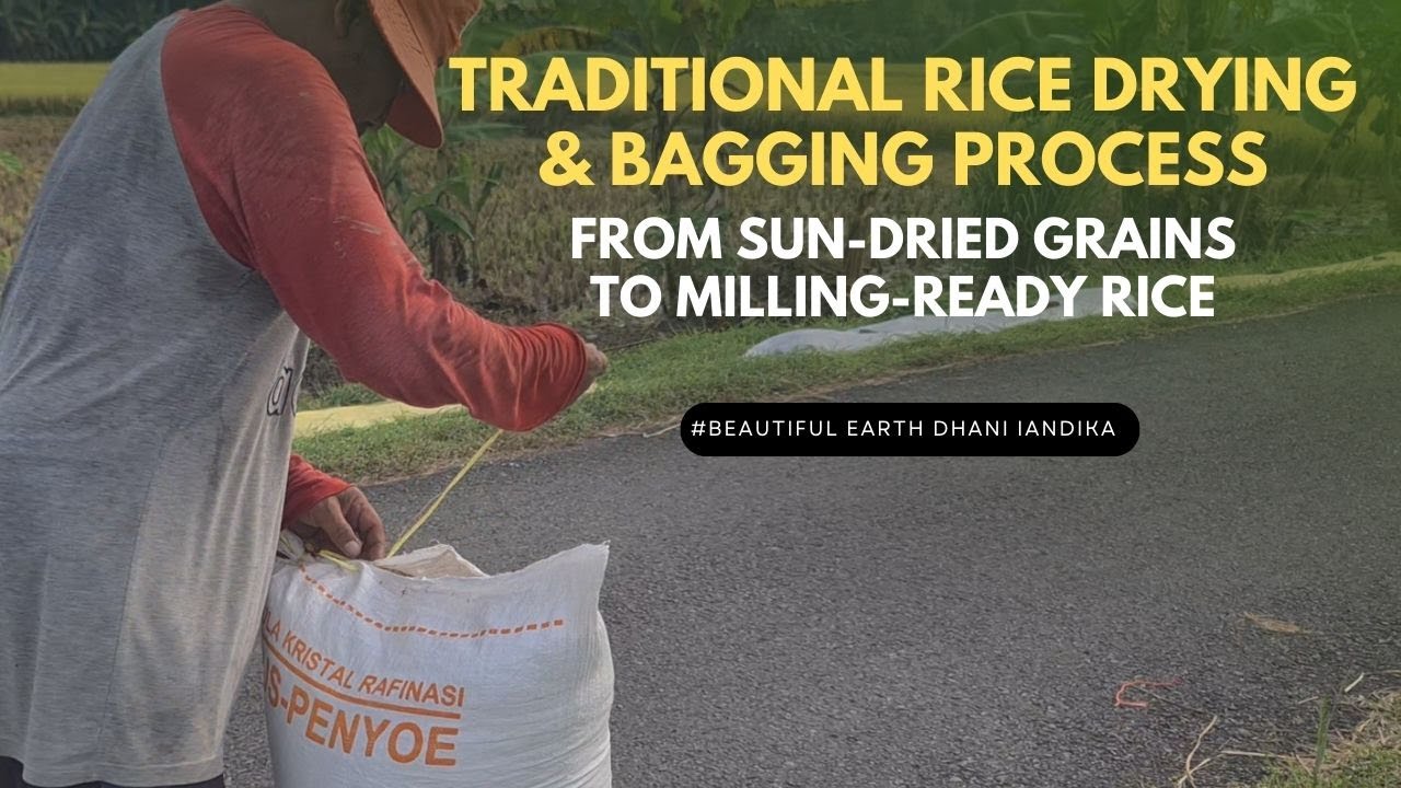 Traditional Rice Drying & Bagging Process – From Sun-Dried Grains to ...
