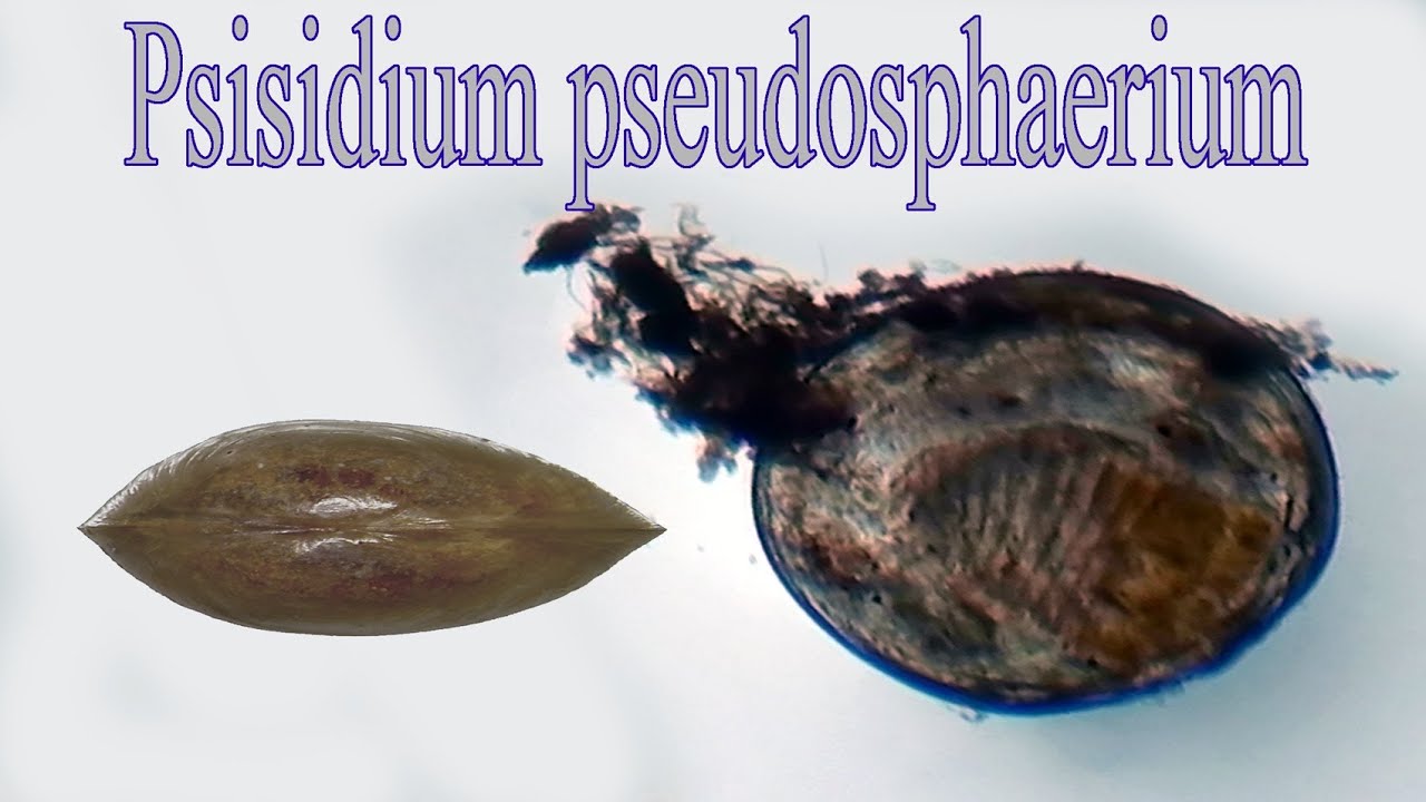 Pisidium - YouTube