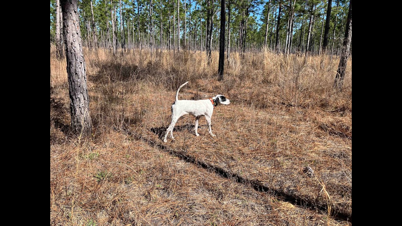 2 28 25 Quail Hunting Longleaf Plantation - YouTube