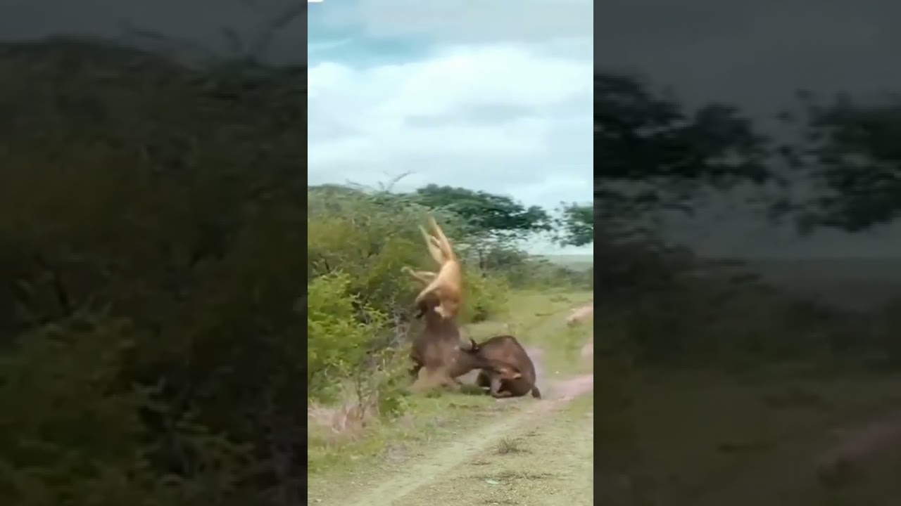 Buffalo save his friend from tiger #shorts #buffalo #tiger - YouTube