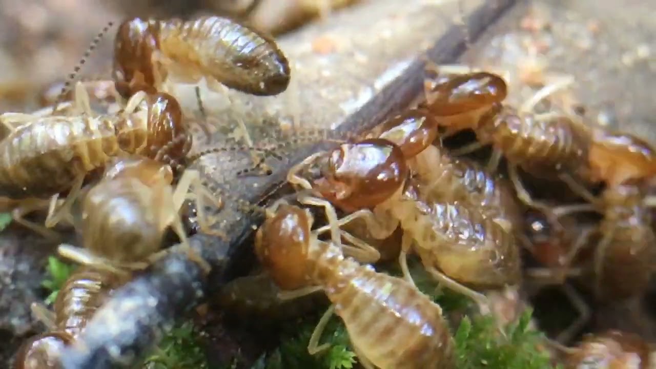 តោះមកមើលពីការរកចំណីនឹងការរស់នៅរបស់សត្វកណ្តៀរLet's take a look at ...