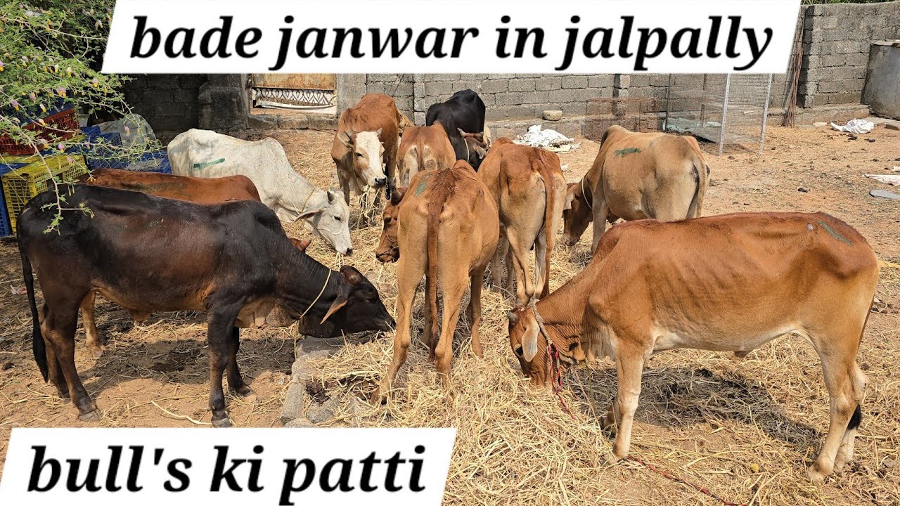 saste bade janwar in jalpally Hyd |Desi bull's ki Patti available ...