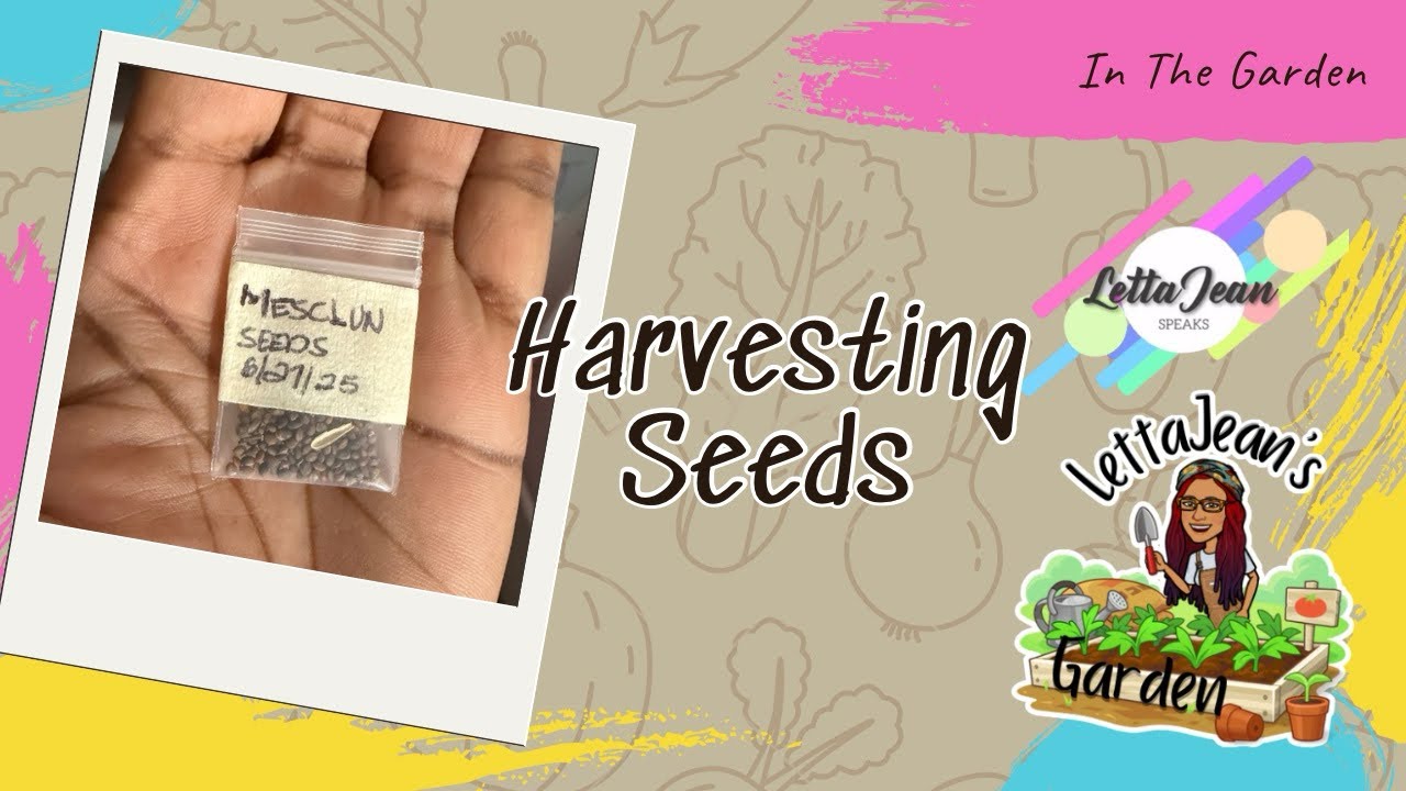 In the Garden | How to Harvest Mesclun Lettuce Seeds - YouTube
