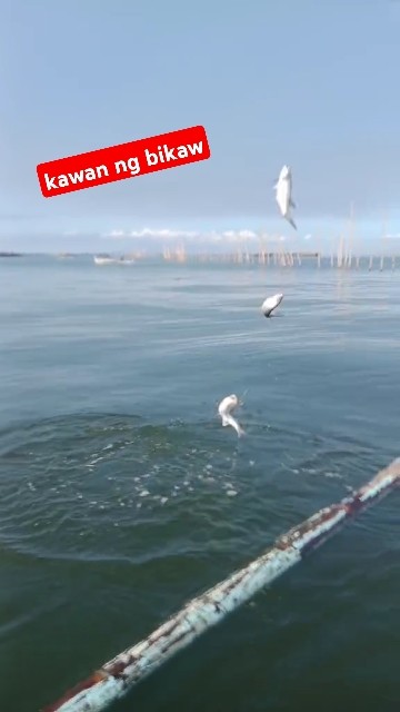 kumawan ang Bikaw.. Manila bay fishing 🎣 #fypyoutube #highlights # ...