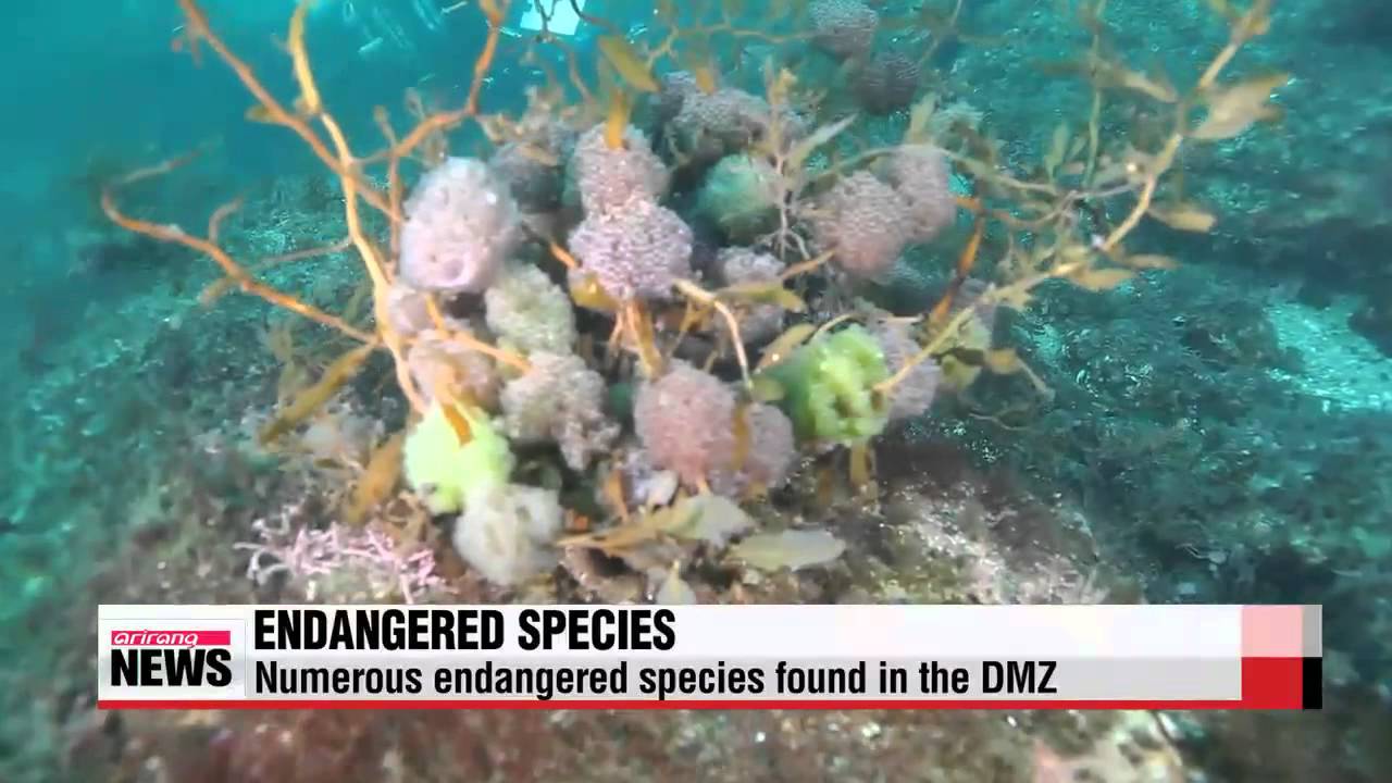 Several endangered species found in Korea′s DMZ 동해 DMZ 첫 조사...해양생태계의 ...