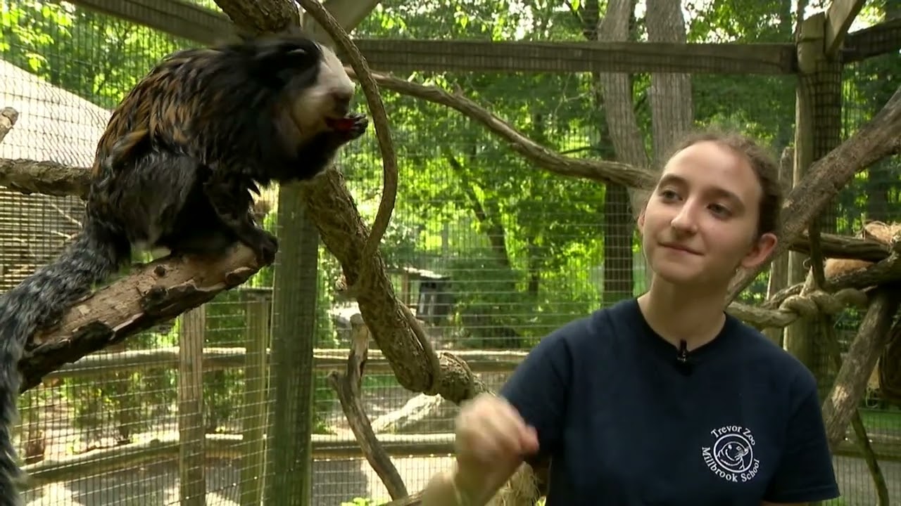 Road Trip: Millbrook School's Trevor Zoo cares for nearly a dozen ...