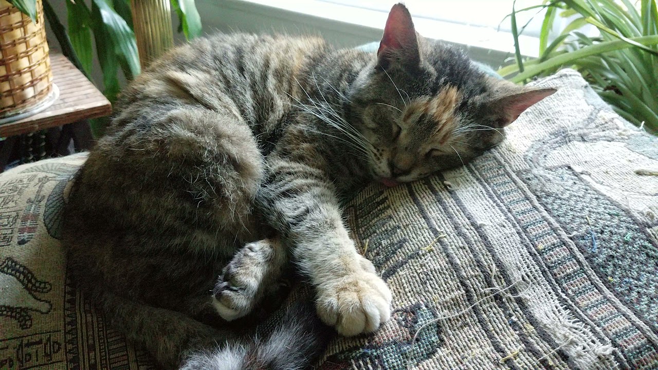 Ellie Kitty Blep Snooze! - YouTube