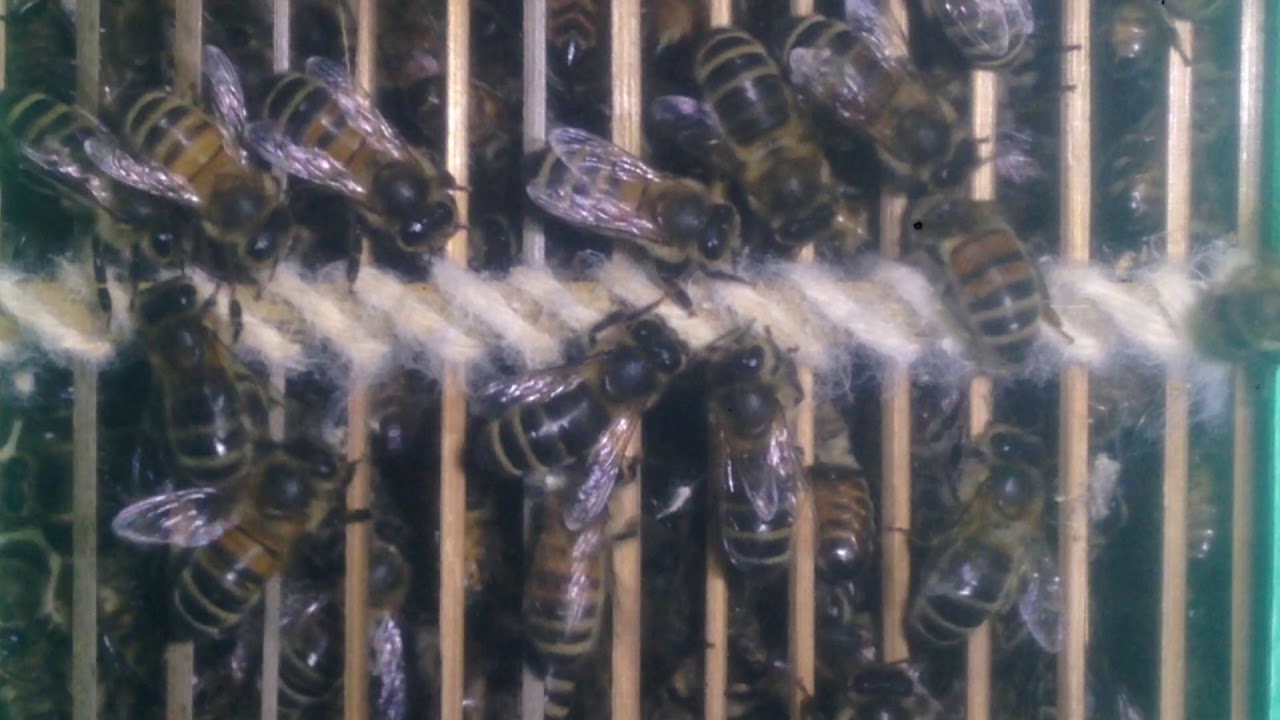 Bees in my kitchen vent May 2018 - YouTube