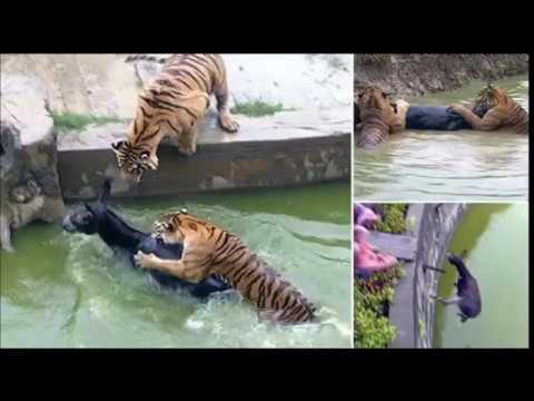 Tiger are feed with a live Donkey at Chinese Zoo - YouTube