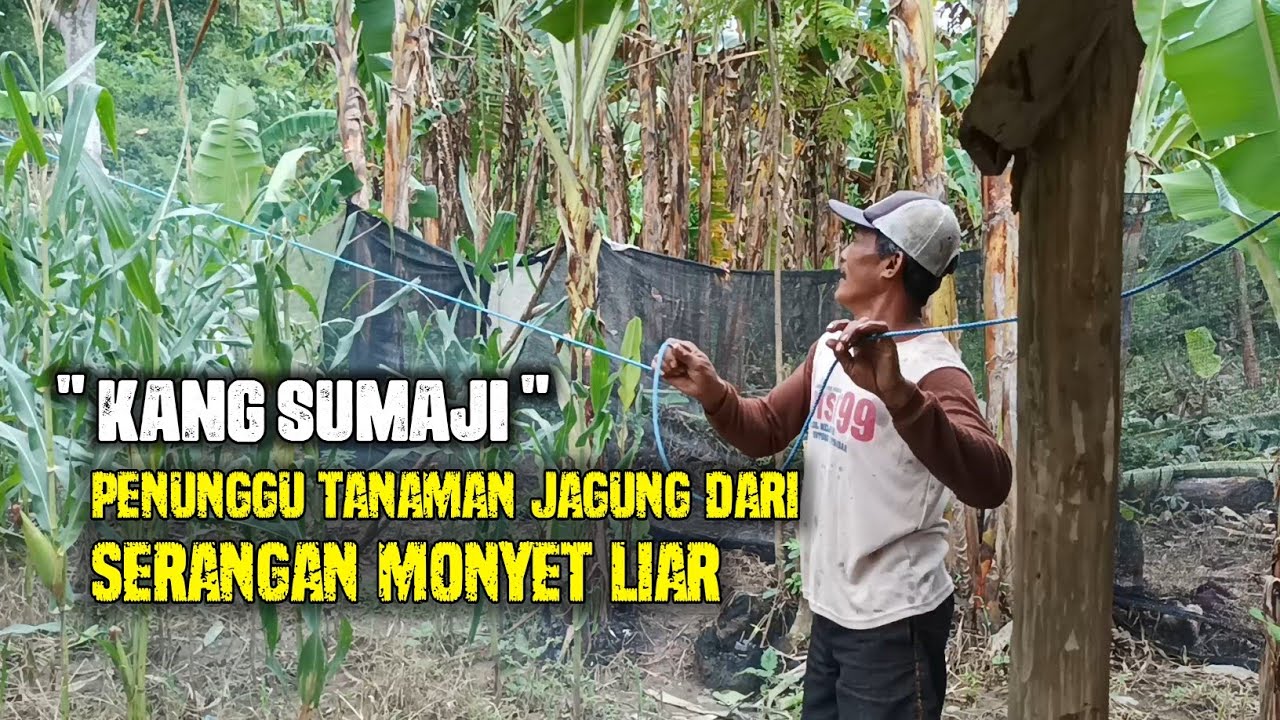 Kang SUMAJI Penunggu Tanaman Jagung dari serangan Monyet liar - YouTube