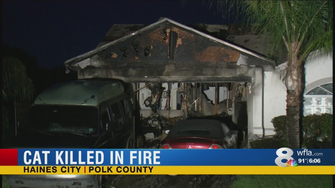 Cat killed in Haines City fire - YouTube