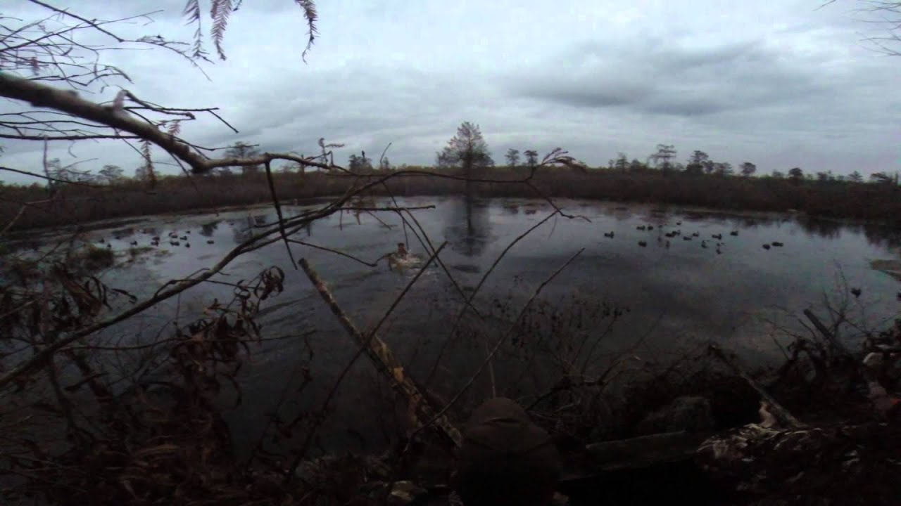 Louisiana Swamp Hunting - YouTube