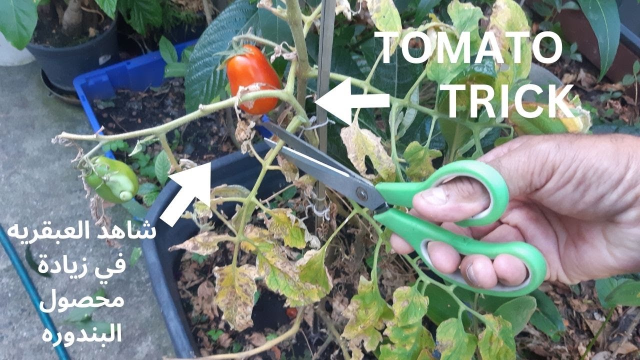 TOMATO TRICK FOR MORE FRUIT شاهد العبقريه في زيادة محصول البندوره - YouTube