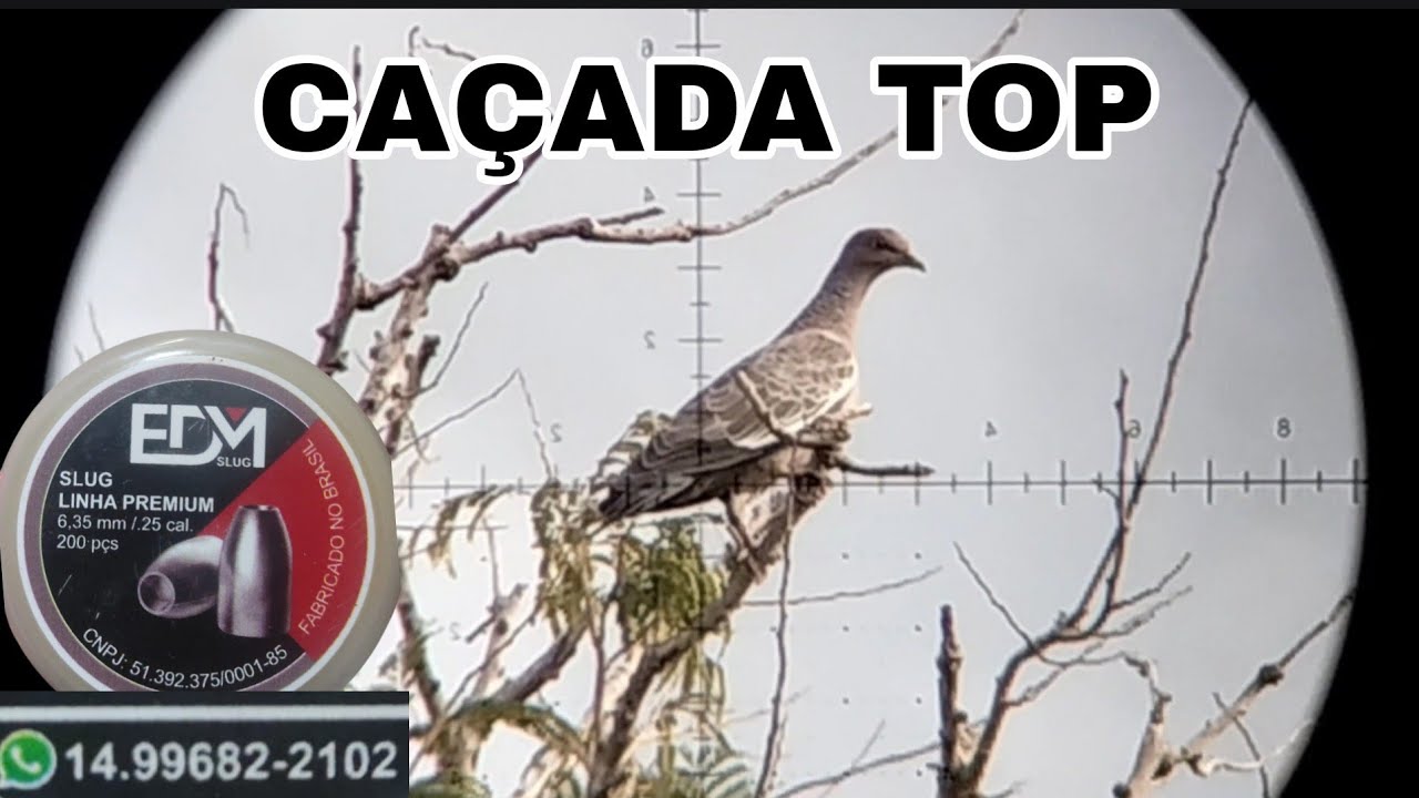 CAÇADA TOP! POMBA VERDADEIRA, A FAMOSA ASA BRANCA! BELOS FRITOS ...