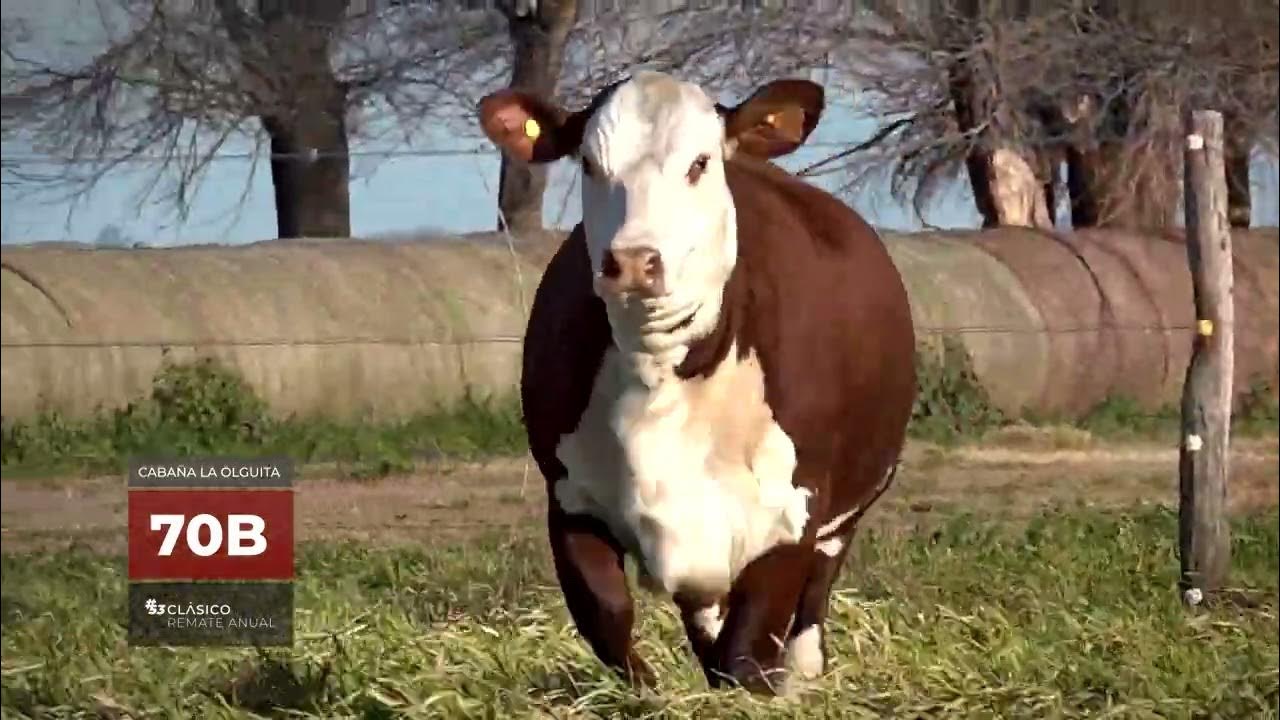 Lote 70B • BELLBRAF 3168 SC 0R3281 - YouTube